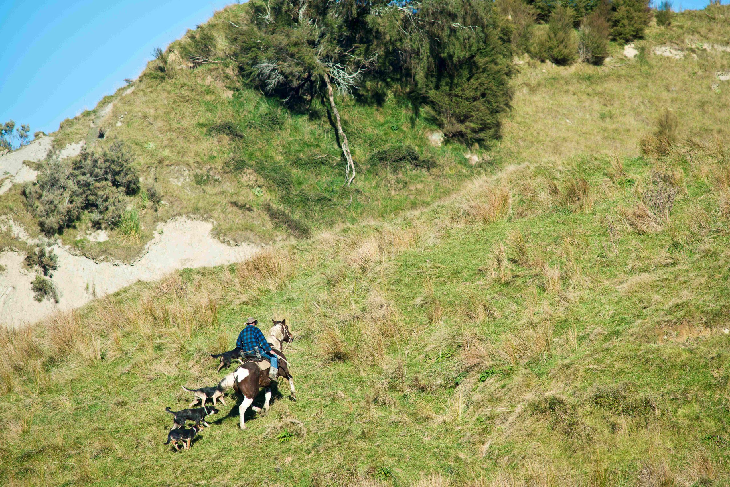 The return of economics - Agricultural Investments New Zealand ...