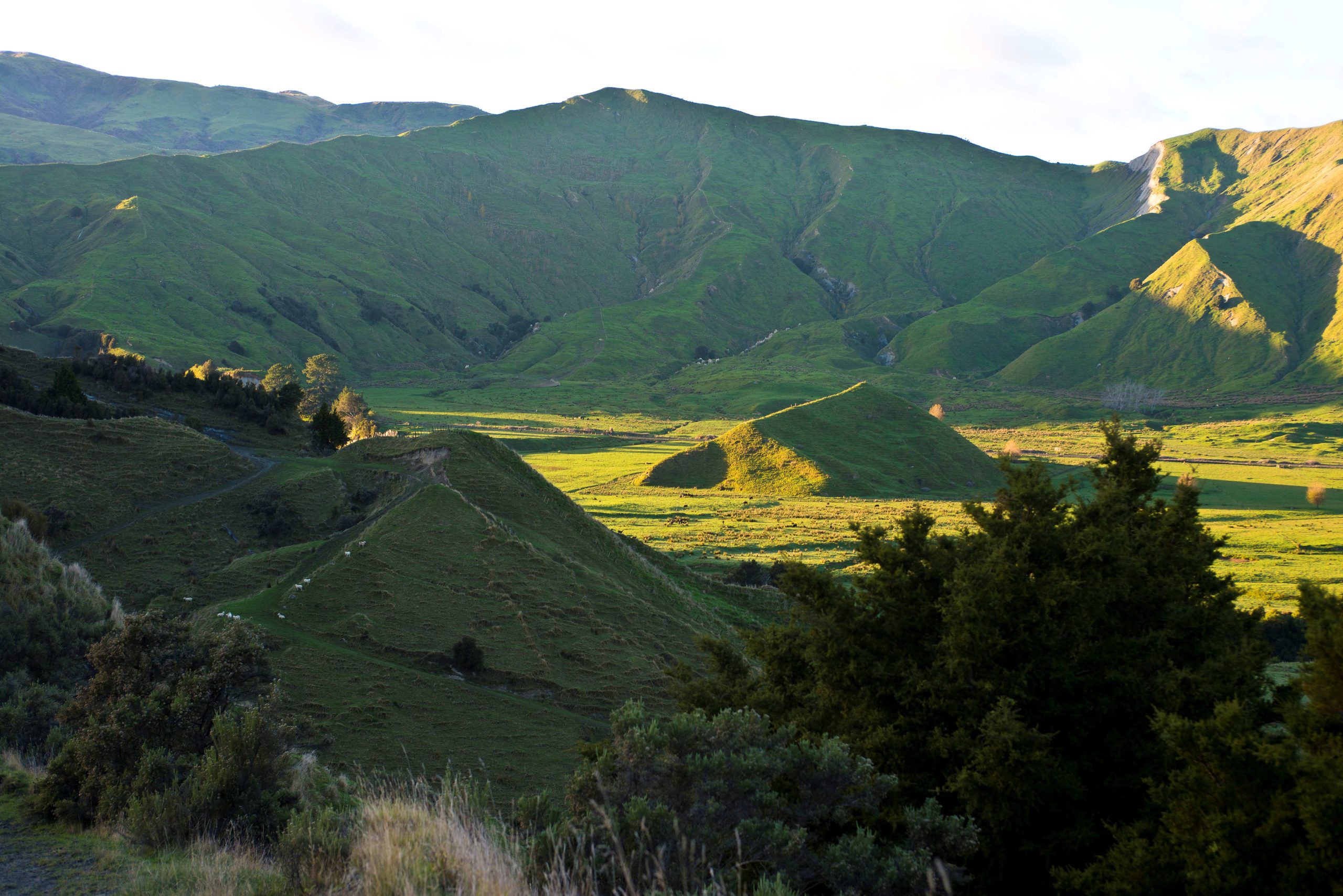 Where are our pyramids? - Agricultural Investments New Zealand ...