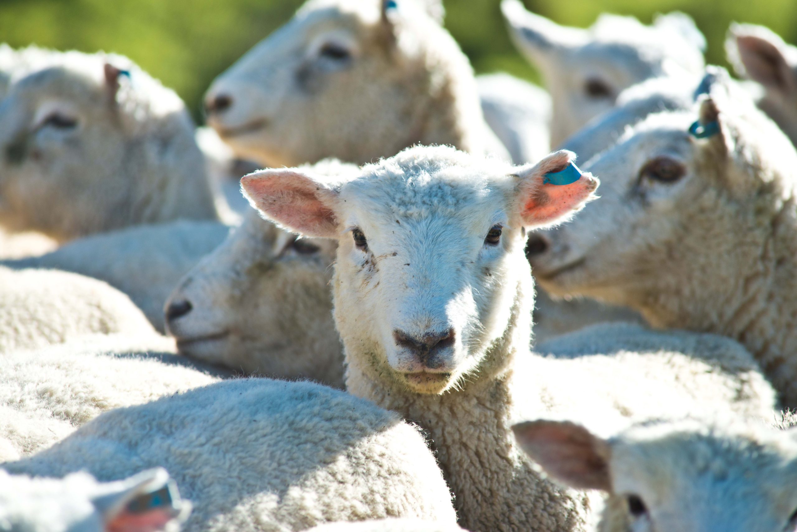 Toward one laptop for every lamb - Craigmore Sustainables