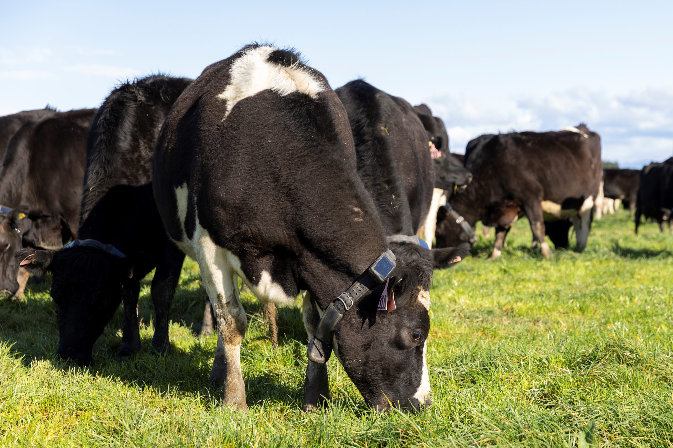 Craigmore deploys solar-powered smart collars - Craigmore Sustainables