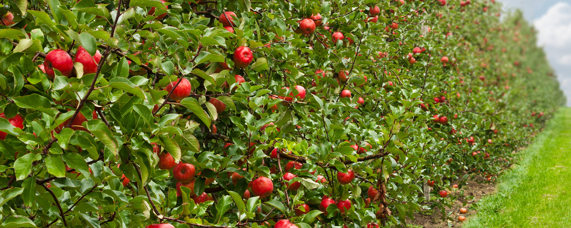 Craigmore nears NZ$300m hard-cap - Craigmore Sustainables