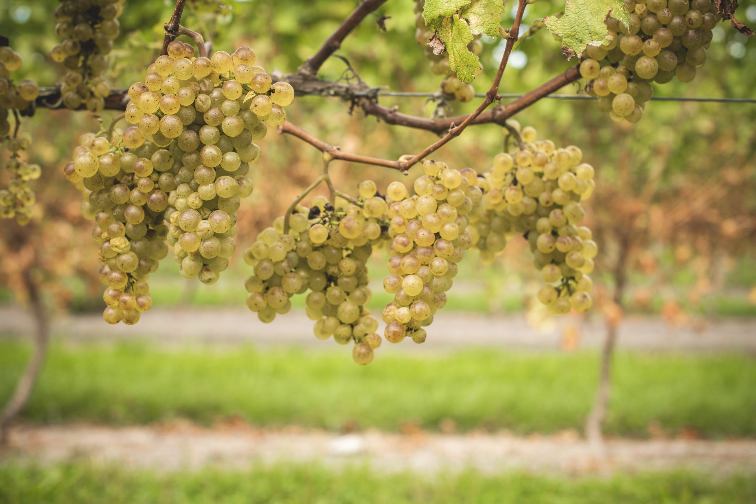 Contact Us - Craigmore Sustainables