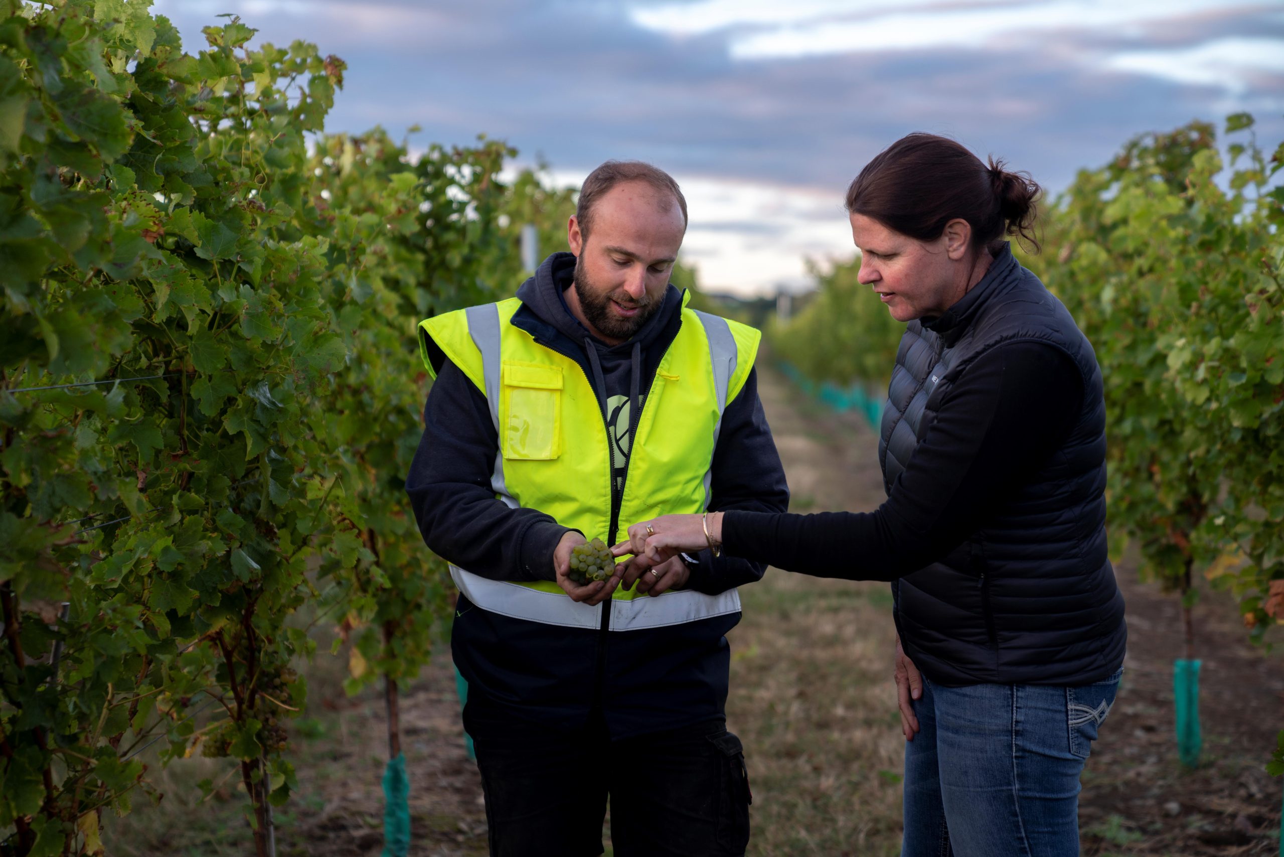 Craigmore celebrates first grape harvest - Agricultural Investments New ...