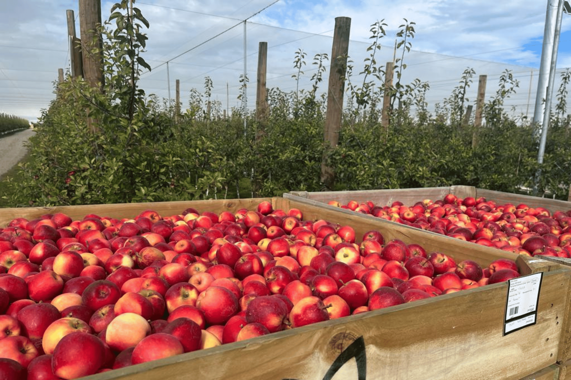 First commercial harvest in Hawke’s Bay - Craigmore Sustainables
