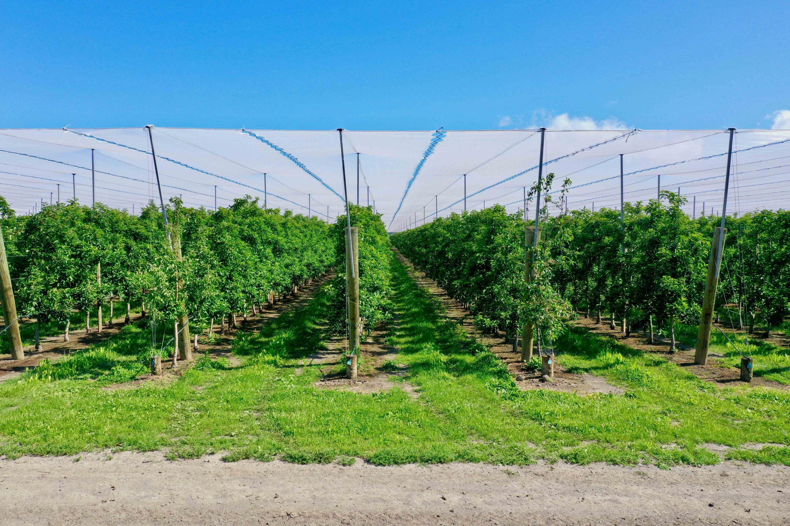 Craigmore Sustainables to expand apple footprint - Craigmore Sustainables