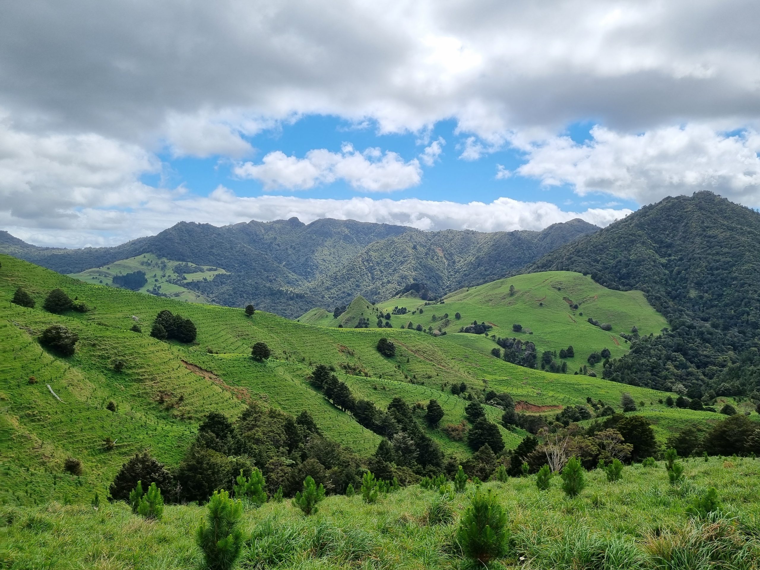 Craigmore Sustainables' forestry capital raise reaches $100m ...