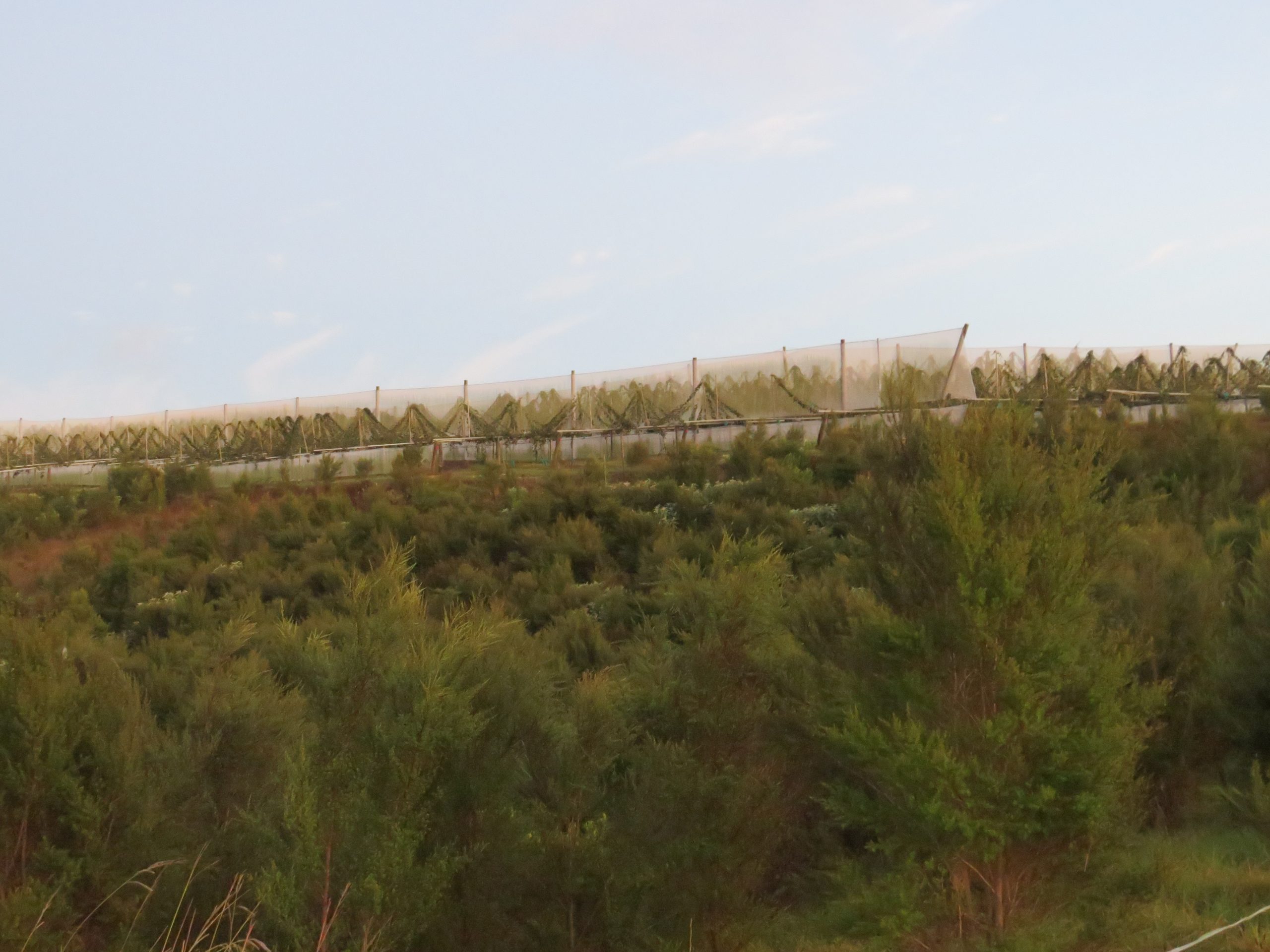 Biodiversity study concludes at Wiroa - Craigmore Sustainables