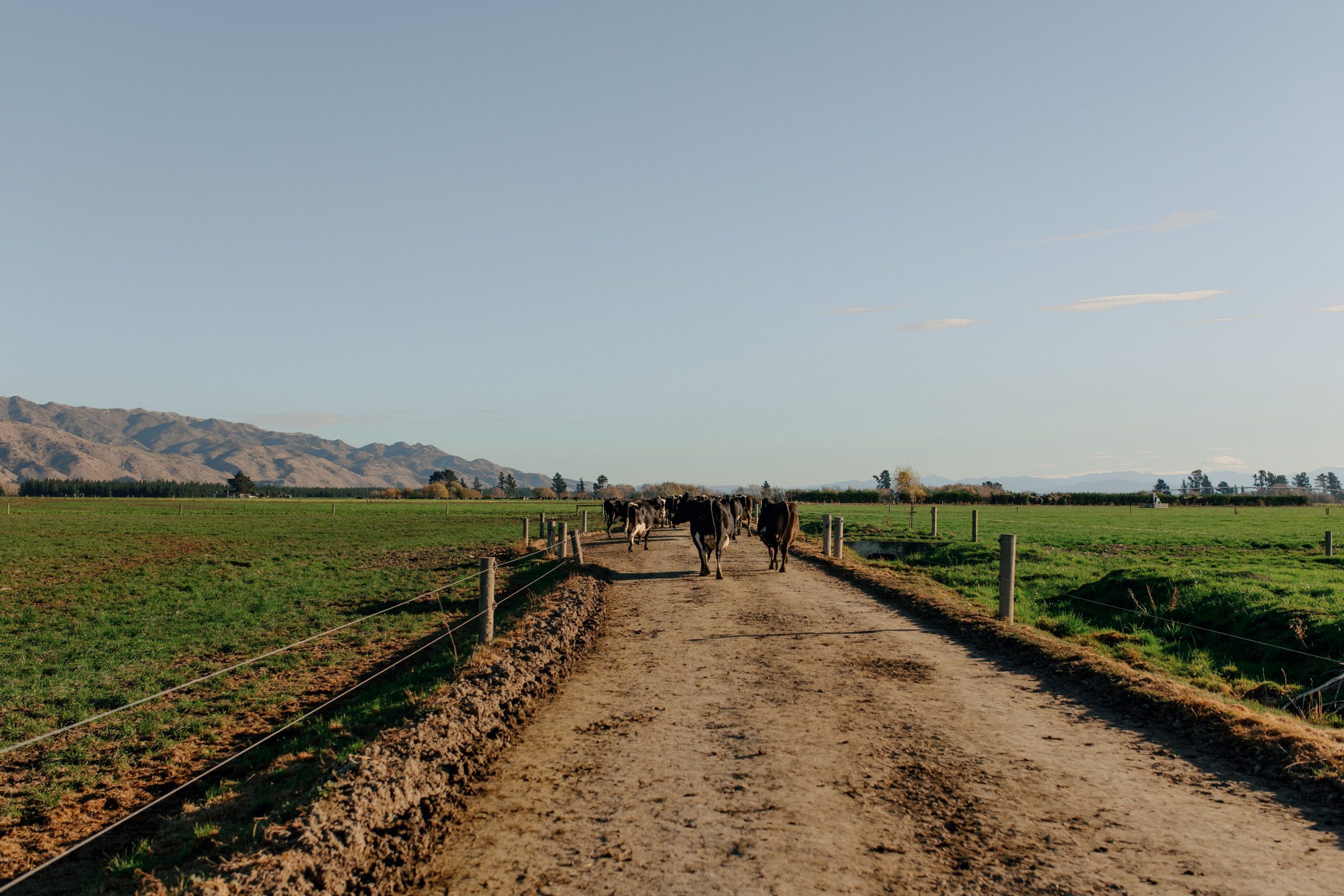 Policy and land price growth in the New Zealand dairy industry ...